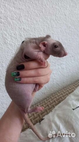 Крыса сфинкс