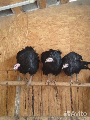 Индюки на племя