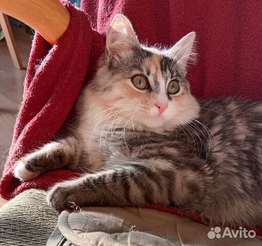 Красавица Мулесинда котенок 7 месяцев