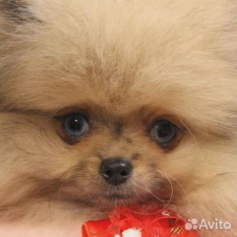 Шпиц. Мраморный, голубоглазый, маленький мальчик