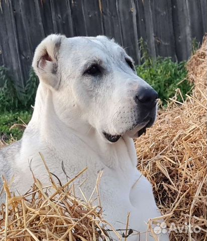 Среднеазиатская овчарка