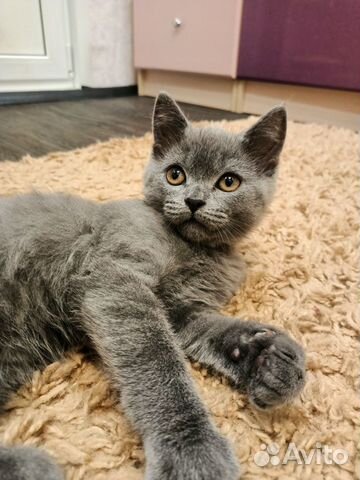 Кошечка шотландская 3 мес