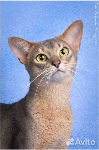 Абиссинец чемпион на вязку