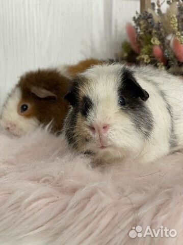 Подрощенный мальчик окраса как у далматина