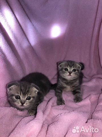 Шотландские, вислоухие, мраморные катята