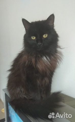 Кот Бараш в добрые руки