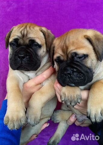 Щенки бульмастифа мальчик и девочка