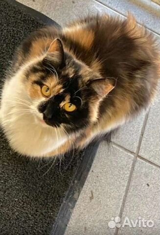 Кошечка