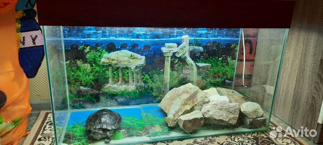 Отдам бесплатно