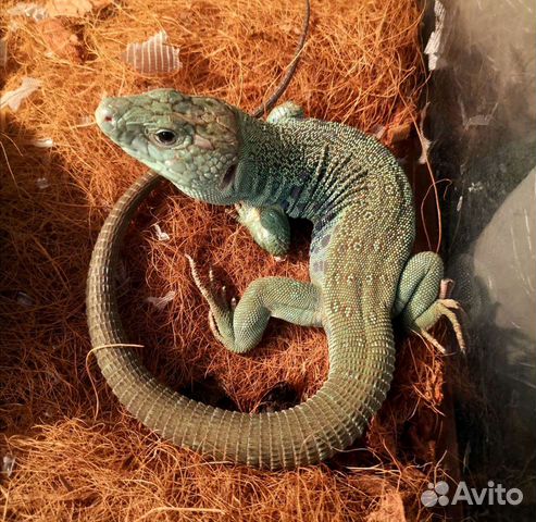 Жемчужная ящерица