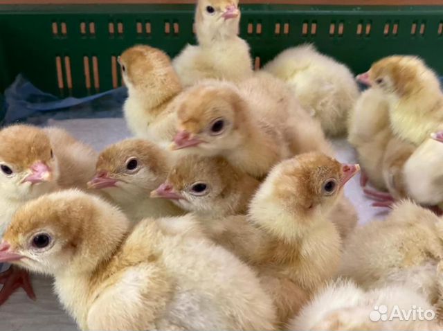 Индюшата хайбрид конвертер