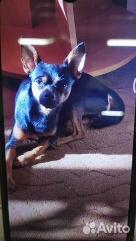 Вязка той-терьер