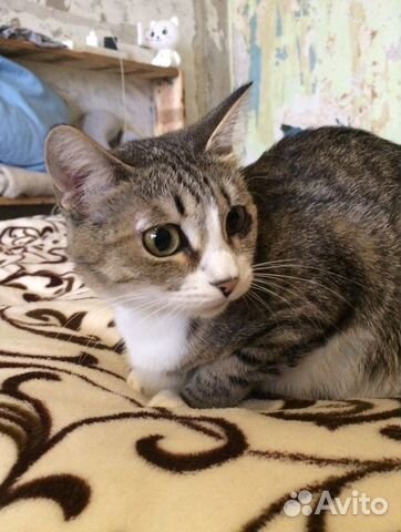 Кошка молодая