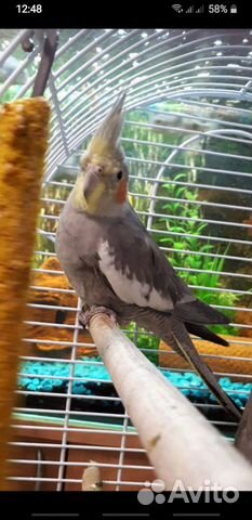 Попугай корелла птенец
