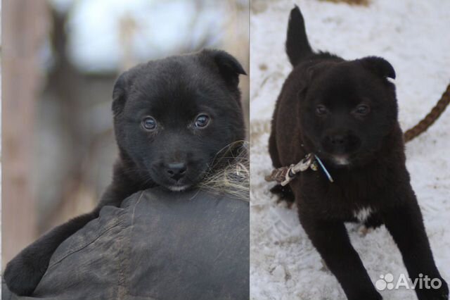 Щенули красотули добрым людям в радость