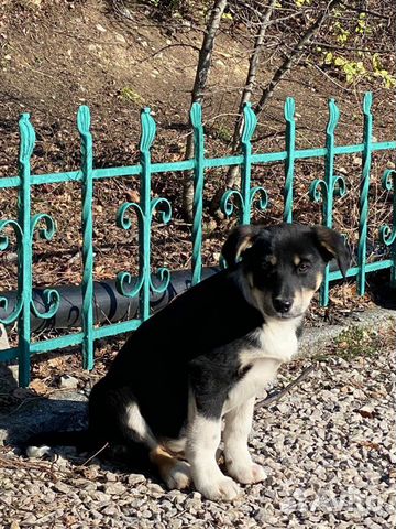 Собаки бесплатно в добрые руки щенки