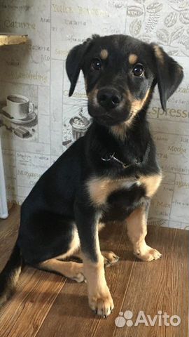 Щенок в добрые руки