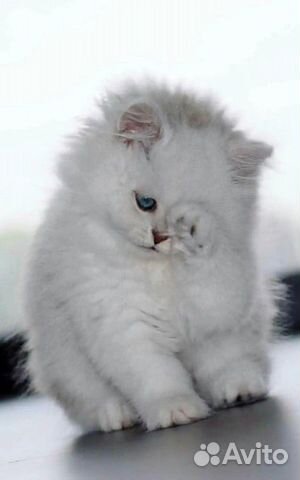 Ищу котят в дар