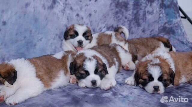 Сенбернара дш щенки (Калуга)