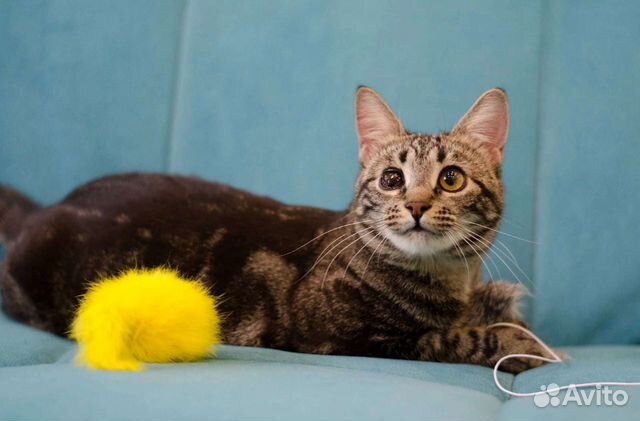 Лавруша-ласкуша