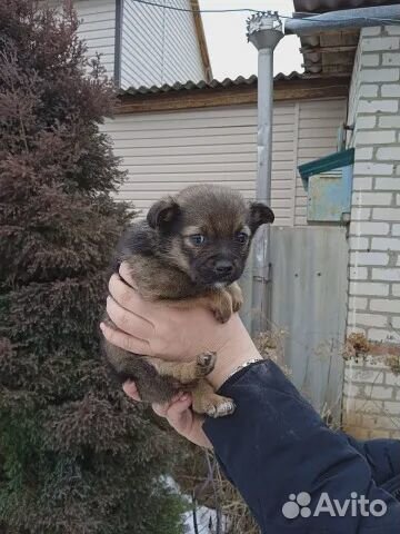 Собака в добрые руки щенок