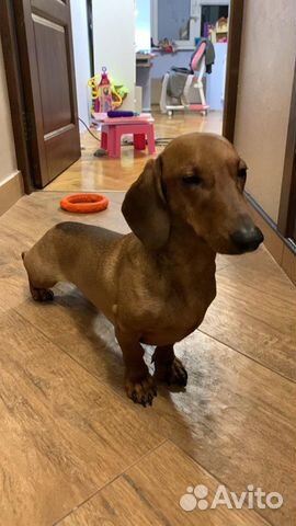 Такса стандартная жених (мальчик) вязка