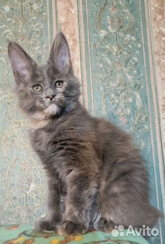 Голубокремовая девочка 3 мес