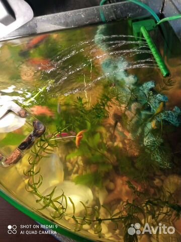 Аквариумные растения