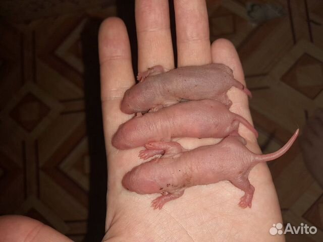 Крыски бесплатно малютки