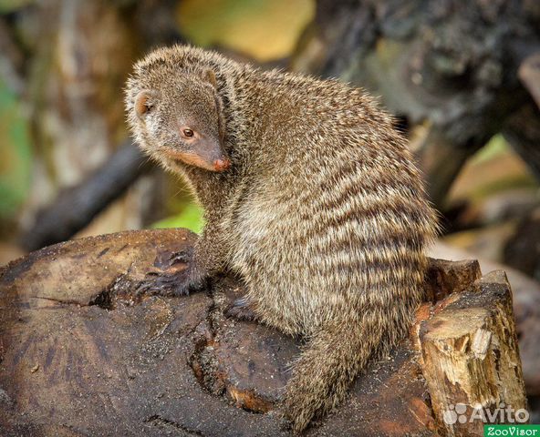 Полосатый мангуст