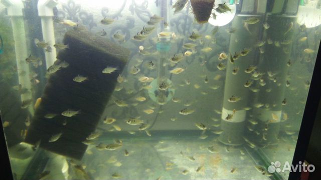 Апистограмма рамирези