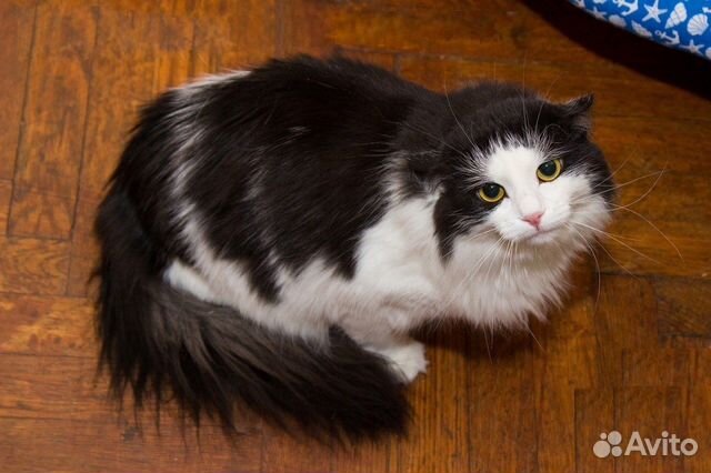 Интересная штучка по имени Шипучка