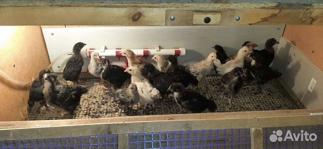 Цыплята смесь различных пород(кучинка,корниш, доми