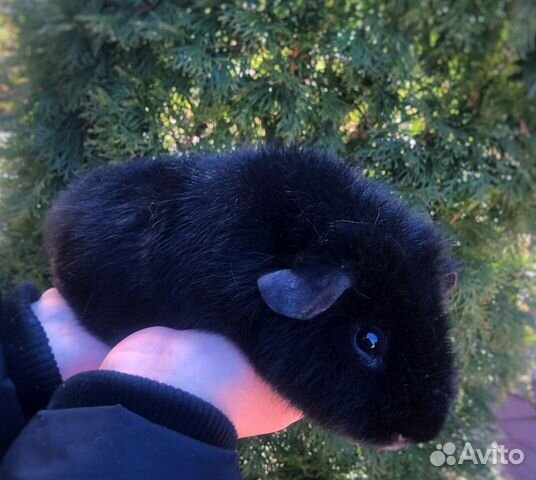 Морская свинка Тедди