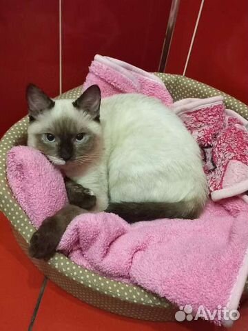 Кошка в добрые руки