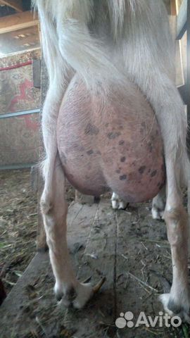 Козочка альпийская