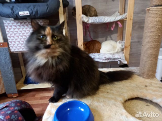 Кошка-ласковая Нюша