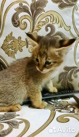 Кошка чаузи ф1