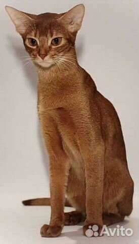 Абиссинская