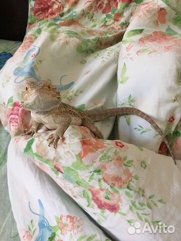 Бородатая агама с террариумом