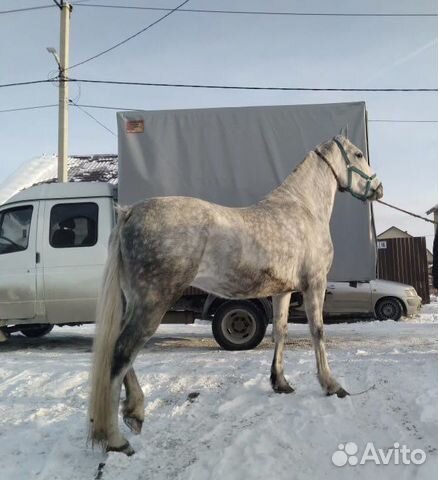 Орловская кобыла