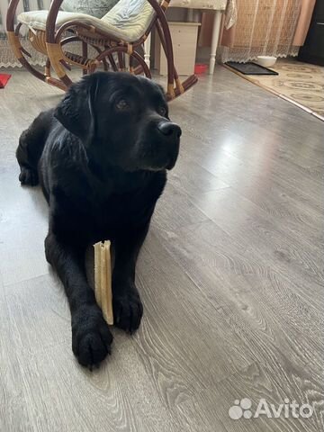 Отдам лабрадора