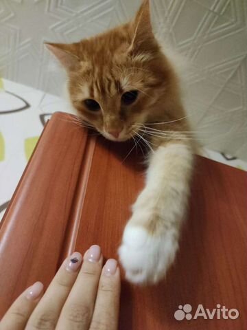 Сибирский кот