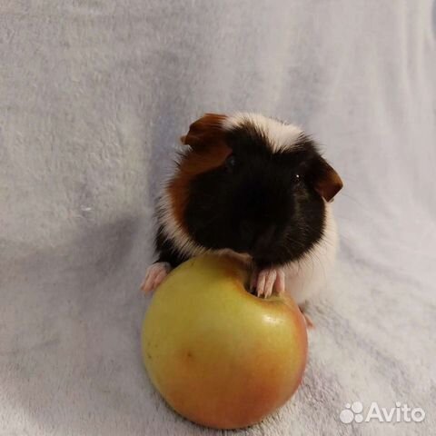 Морские свинки