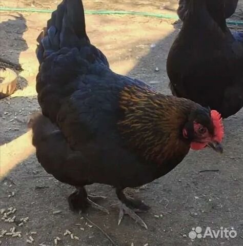 Курочки Маран черномедный