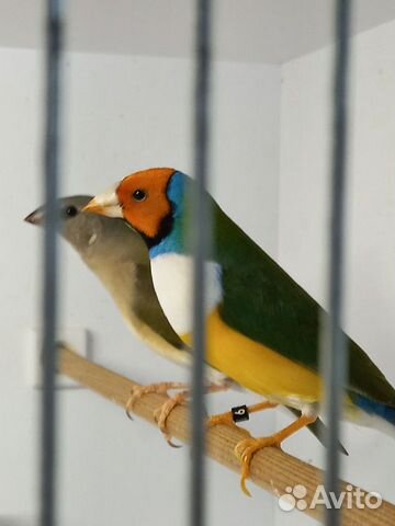 Амадины Гульда