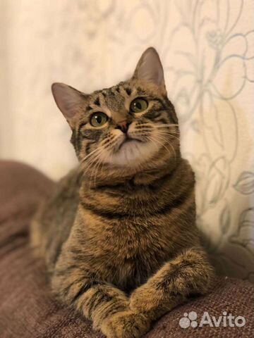 Кошка подросток Леся ищет дом или передержку