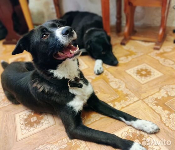 Две собаки, мать и дочь, ищут себе семьи