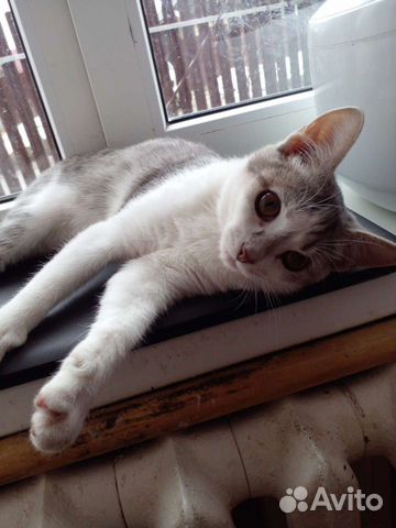 Котенок мальчик