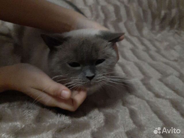 Кошка ищет кота